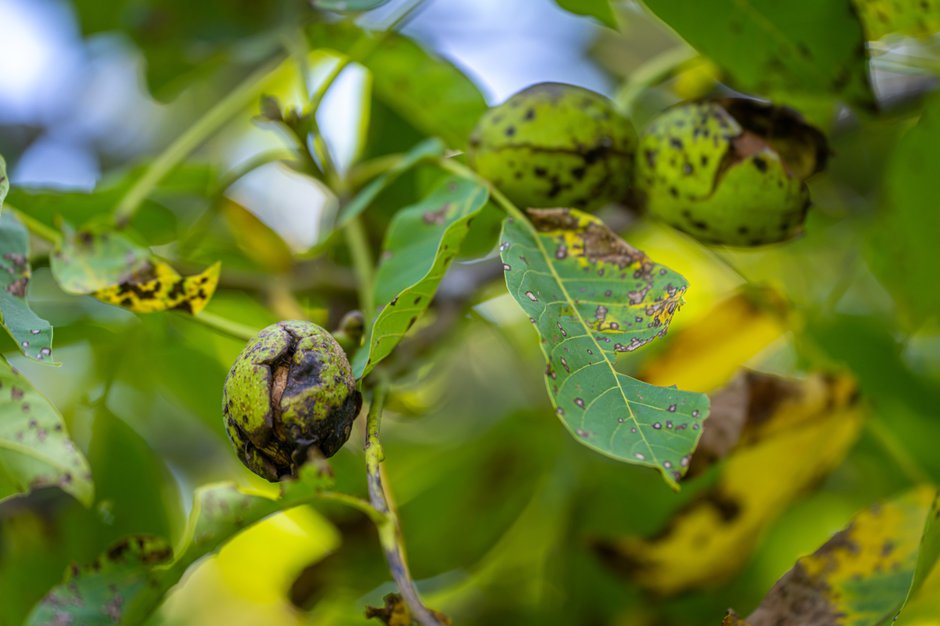 Maladies du noyer - Gamm vert