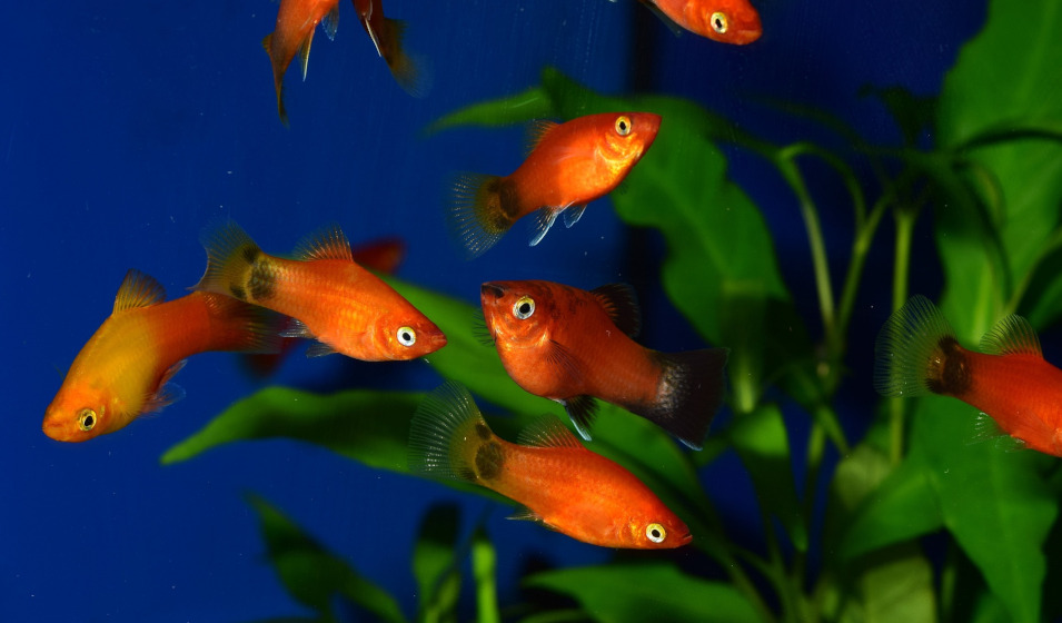 Le Platy : caractéristiques et soin - Jardiland