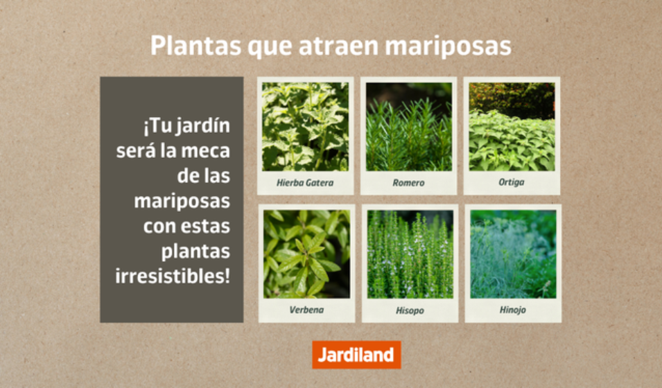¿Qué plantas atraen mariposas a tu jardín? - Jardiland