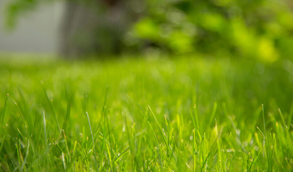 Terreau pour gazon : comment bien le choisir et l'utiliser ? - Jardiland
