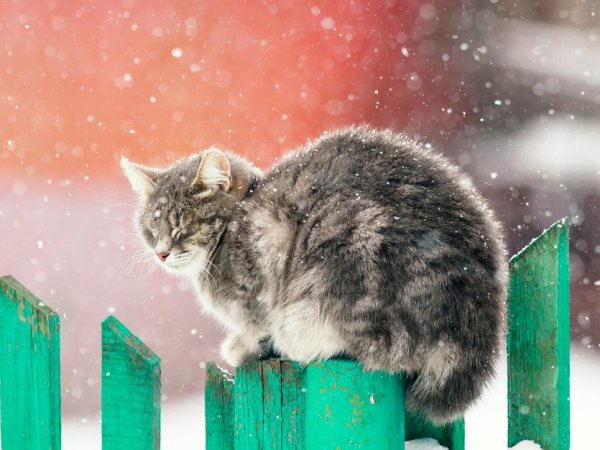 Comment savoir si mon chat a froid en hiver ? - Gamm vert