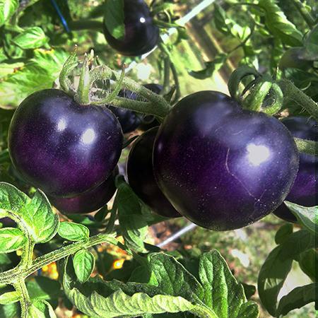 La tomate bleue Blue Osu - Gamm vert