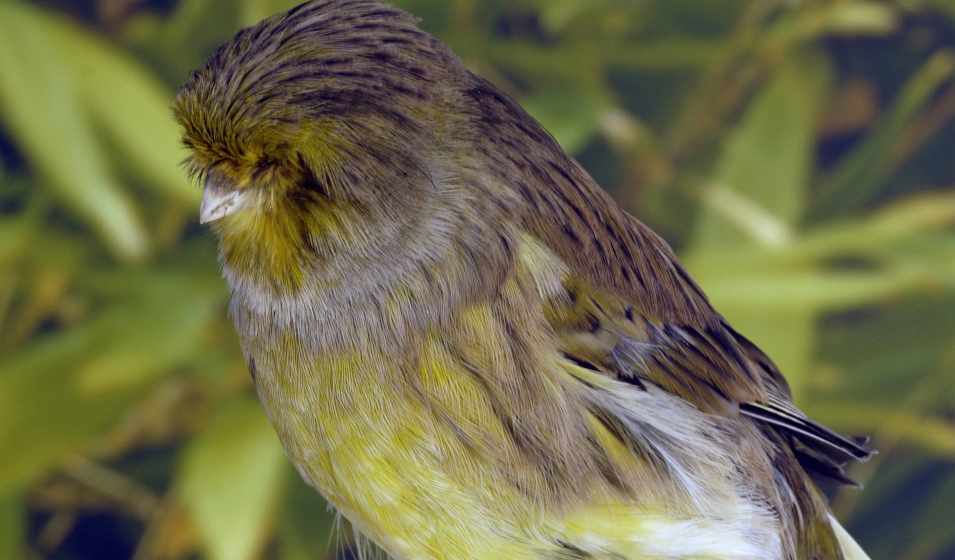 Le canari vert - Jardiland