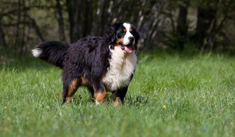 Bouvier bernois : caractère, comportement et santé - Jardiland