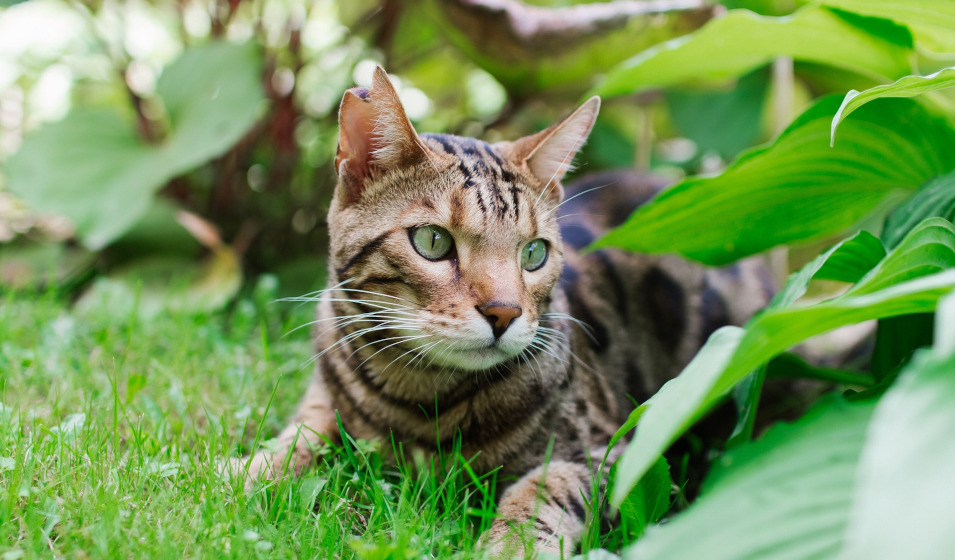 Bengal : santé, alimentation et caractère - Jardiland
