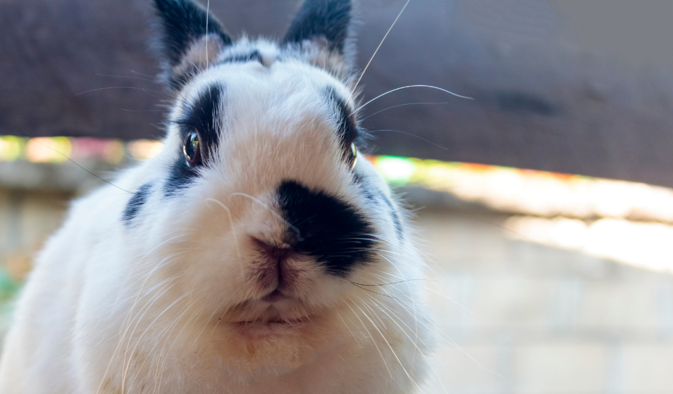 Conejos enanos: razas, carácter, alimentación - Jardiland