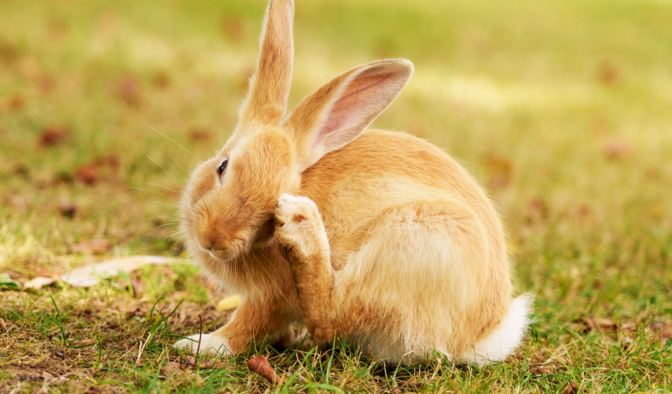 Parasites et puces chez le lapin : comment bien les traiter ? - Jardiland