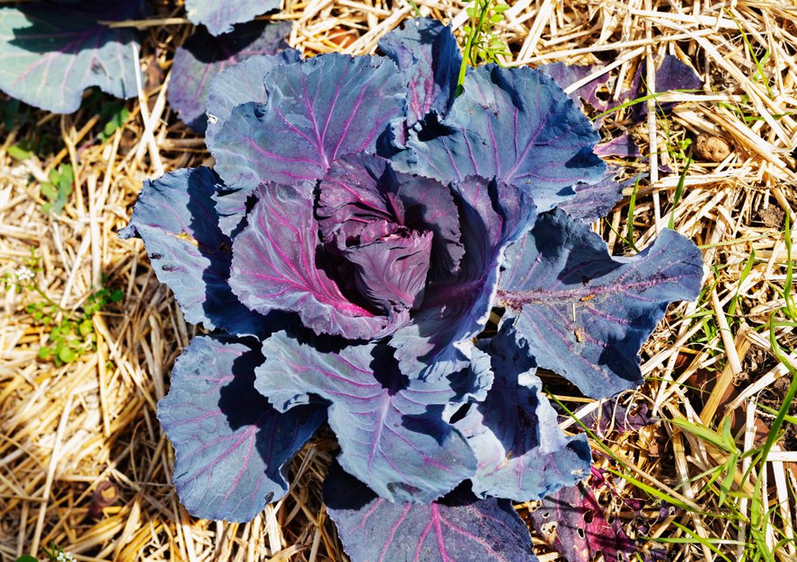 Comment planter le chou rouge ? - Gamm vert