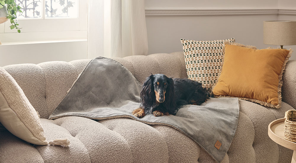 4 bonnes raisons d'adopter un canapé pour chien - Jardiland