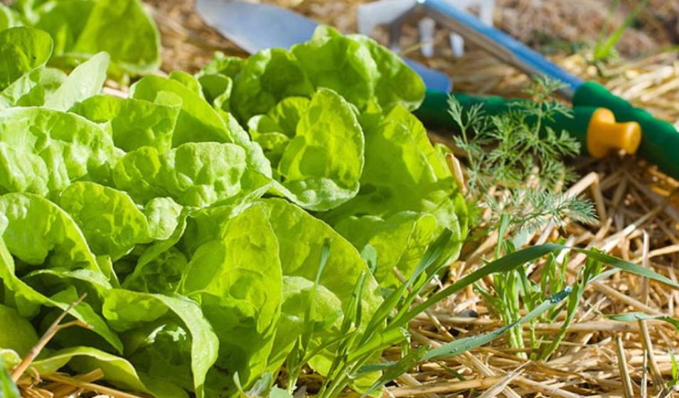 ¿Qué mantillo usar para para mi huerto? - Jardiland