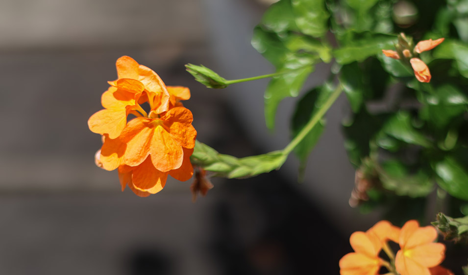 Crossandra : entretien, exposition, remptage - Jardiland