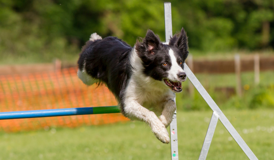 Border collie : caractère, santé et éducation - Jardiland