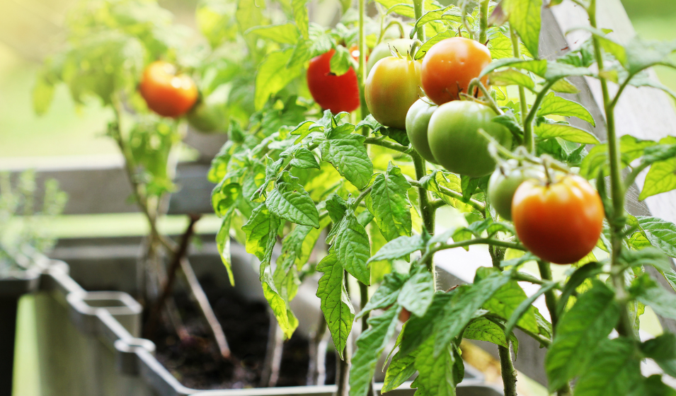 Crea un huerto en un balcón - Jardiland