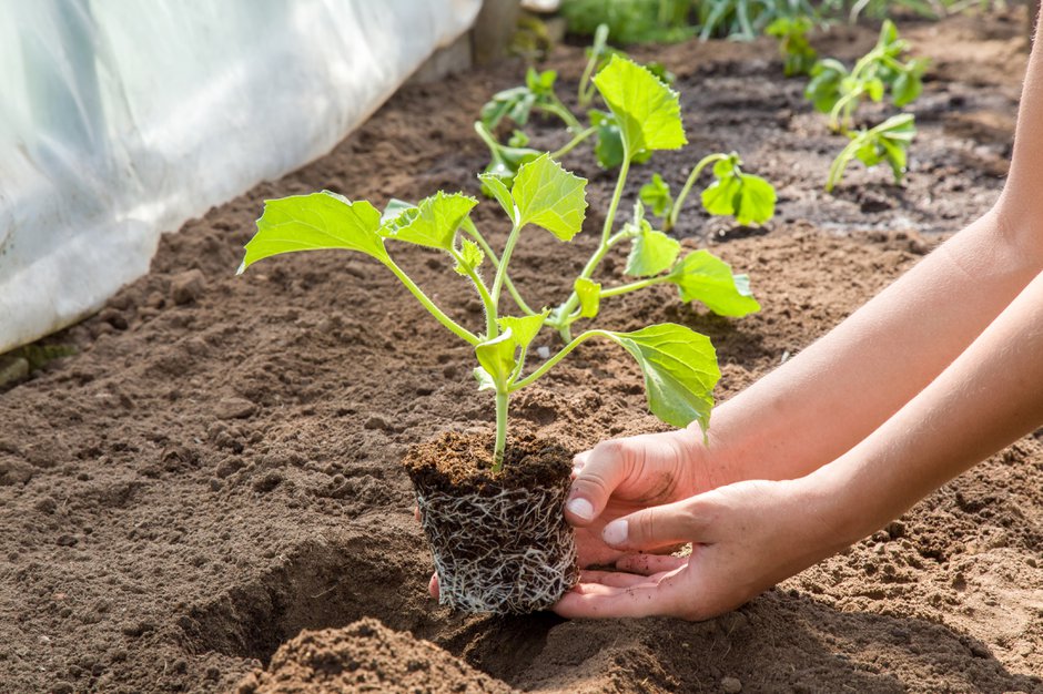 Comment cultiver des melons ? - Gamm vert