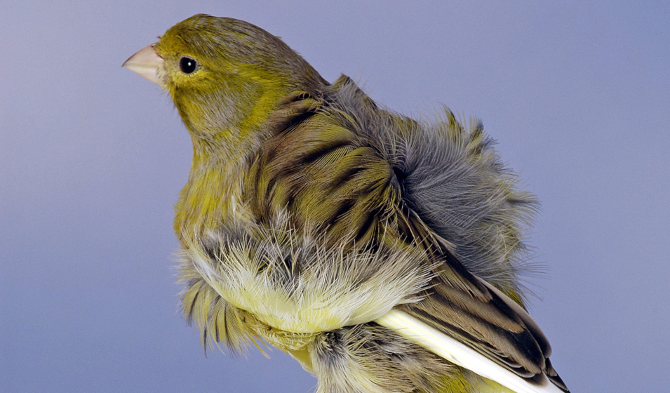 Le canari fiorino - Jardiland