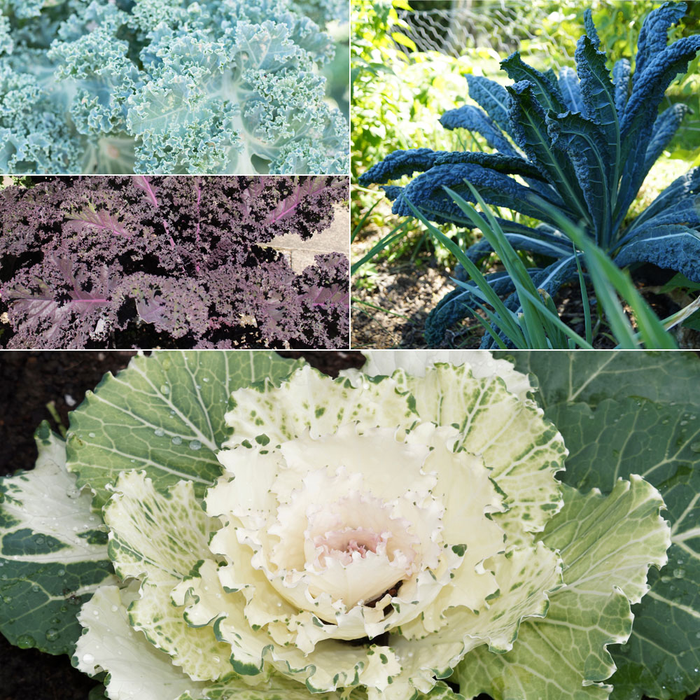 Plantes De Chou Vert Le Chou Kale : Semis, Conseils De Culture Et