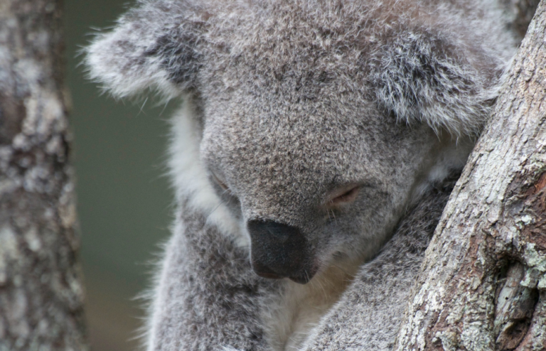 Les 10 animaux qui adorent dormir - Jardiland