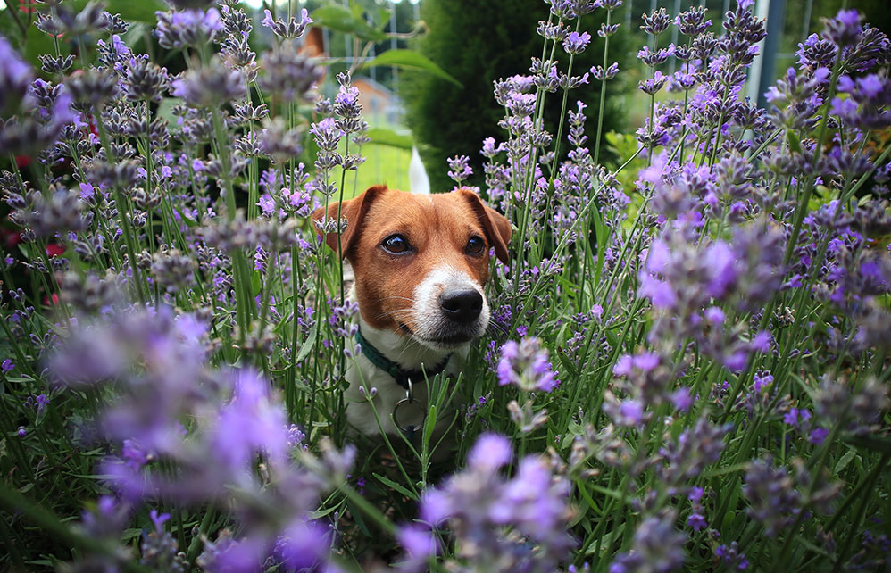 Le Jack Russel, ce petit compagnon intrépide - Jardiland