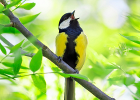 7 pájaros que presagian la llegada de la primavera - Jardiland