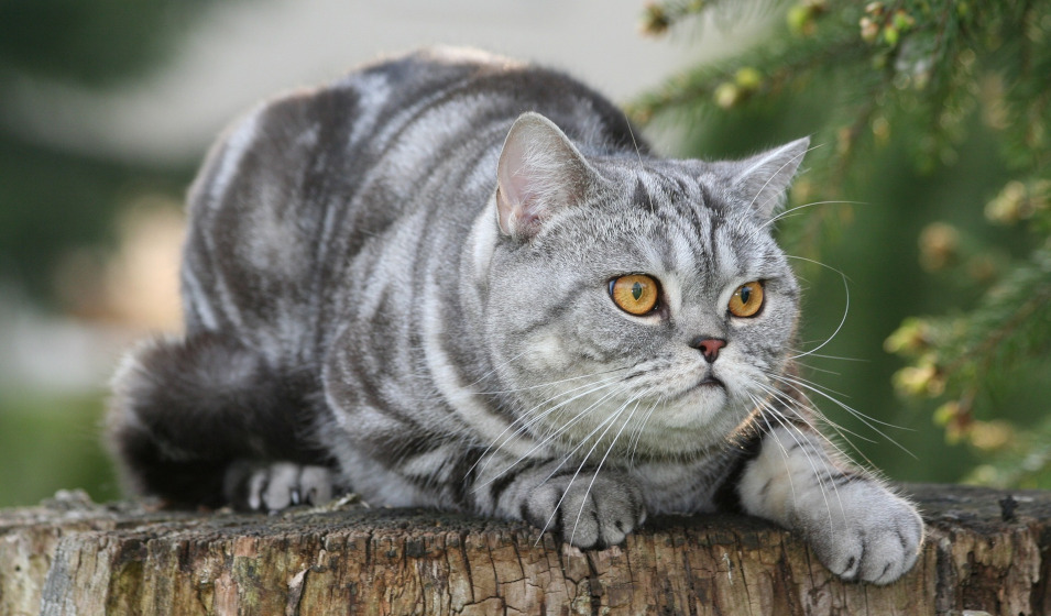 British shorthair : caractère, éducation et entretien - Jardiland