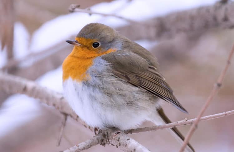 8 beaux oiseaux à observer cet hiver dans son jardin - Jardiland