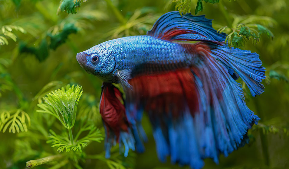 Les 8 poissons les plus adaptés pour les aquariophiles débutants ...