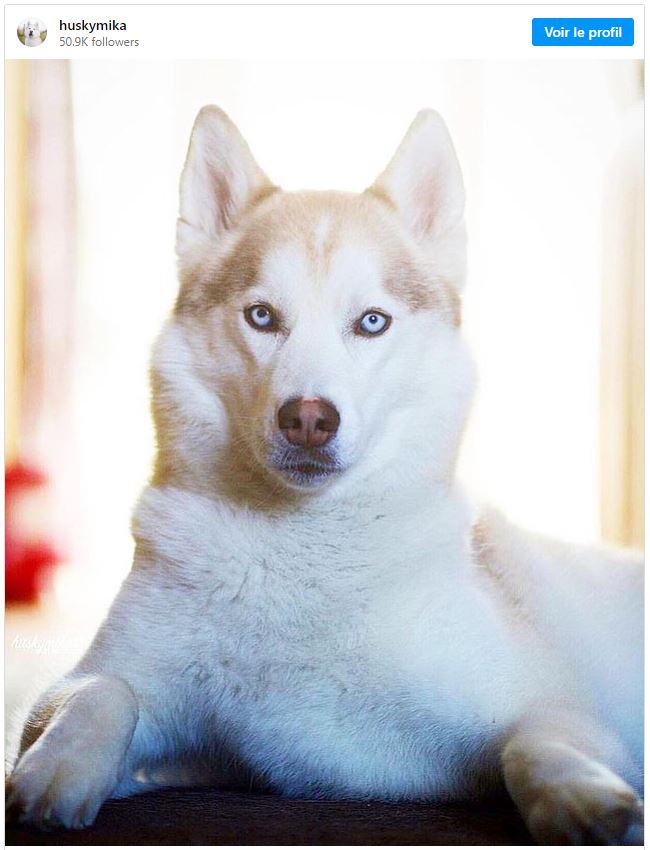 Top 8 des chiens les plus stylés d’Instagram - Jardiland