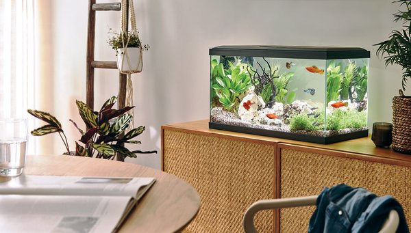 Comment bien choisir son aquarium ? - Gamm vert