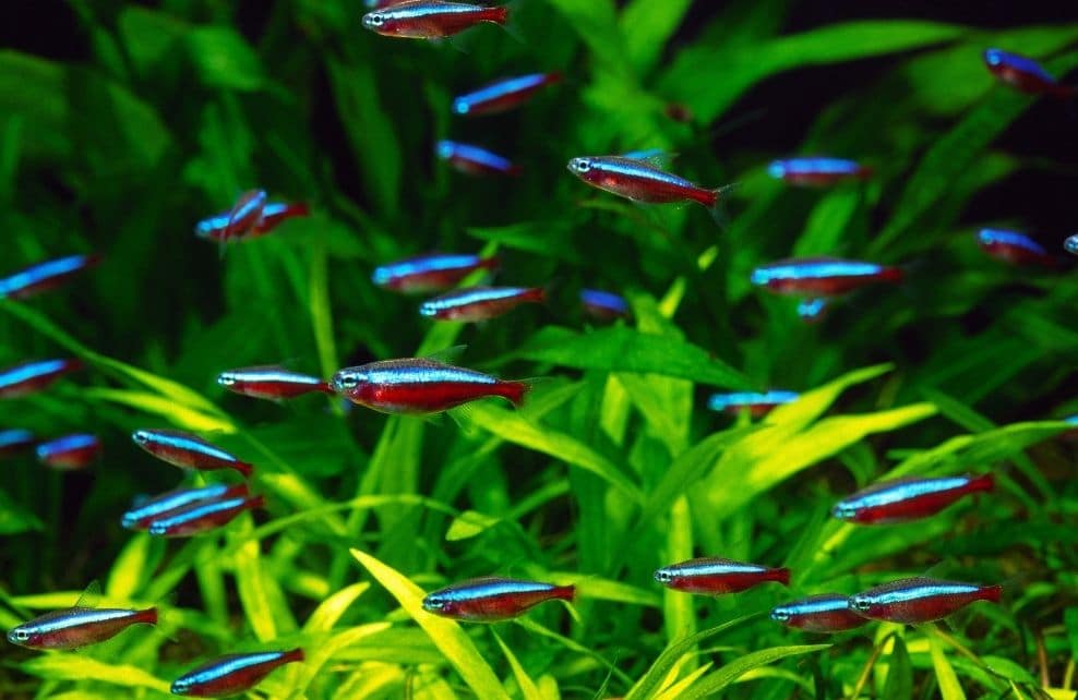 Top 6 des plus beaux poissons pour aquarium - Jardiland