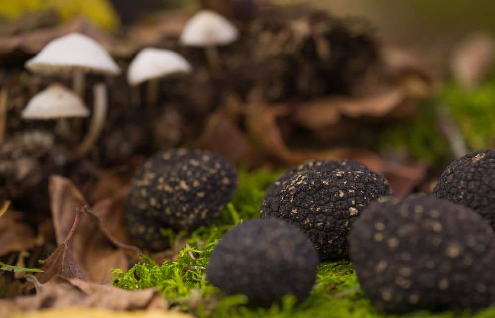 La truffe : découvrez ses bienfaits et comment la cuisiner ! - Jardiland