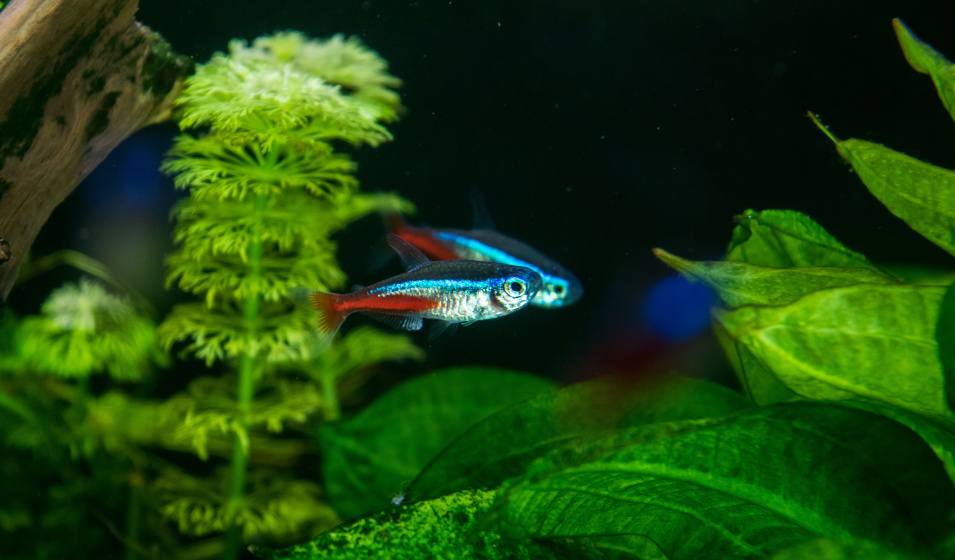 Le néon bleu : caractéristiques et soin - Jardiland