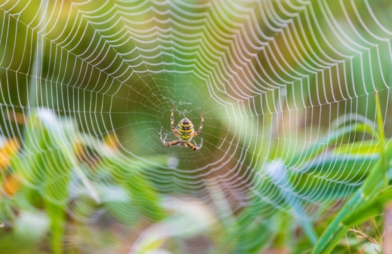 Ces 5 insectes utiles au jardin que vous ne soupçonniez pas - Jardiland