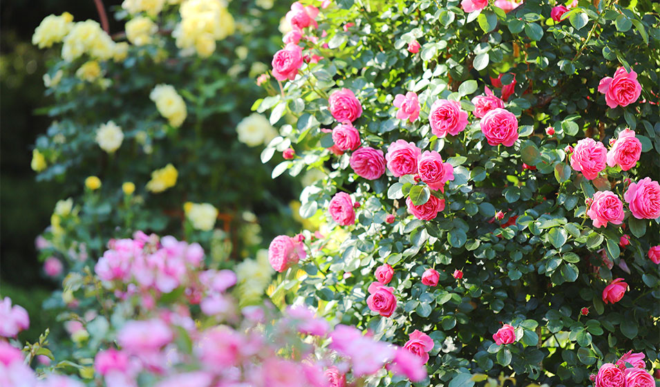 Pourquoi et comment tailler les rosiers en automne ? - Jardiland