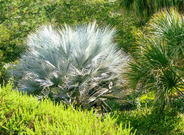 Un palmier "tous terrains" d'une belle rusticité - Gamm vert