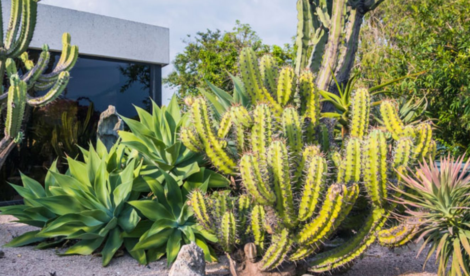 ¿Cómo crear un jardín seco? - Jardiland