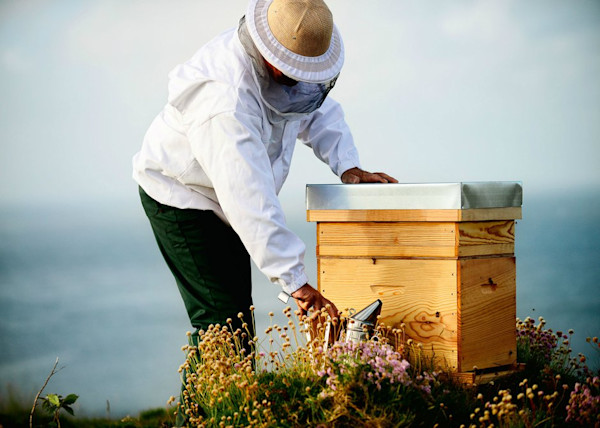 Comment bien débuter en apiculture ? - Gamm vert