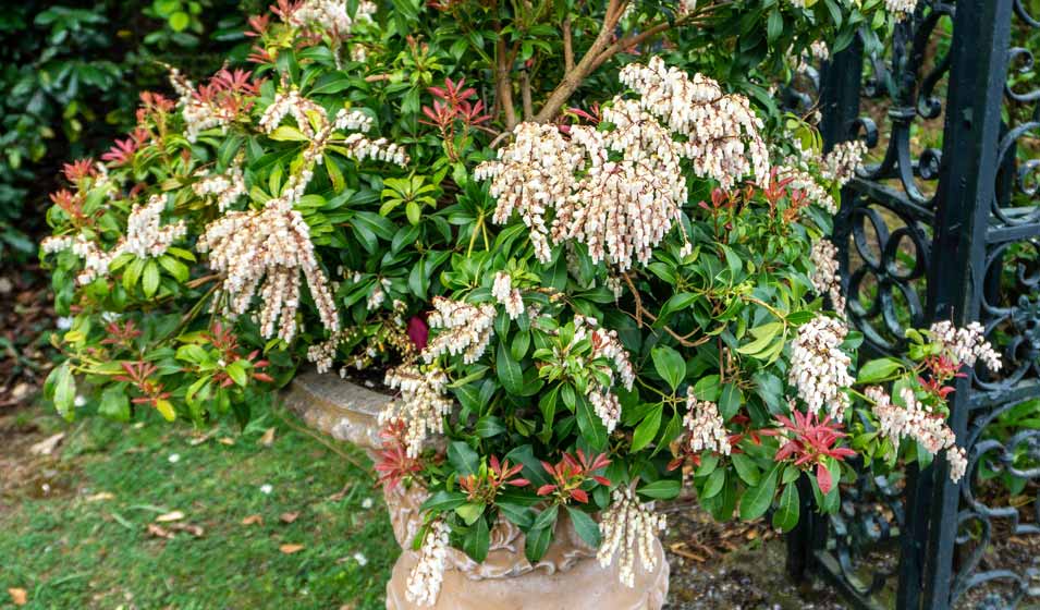 Andromède ou Pieris : emplacement, plantation, entretien - Jardiland