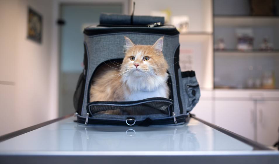 8 conseils pour mettre votre chat dans sa caisse de transport - Jardiland