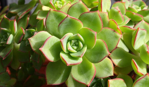 Echeveria : plantation, entretien et exposition - Jardiland Echeveria : plantation, entretien et exposition - Jardiland