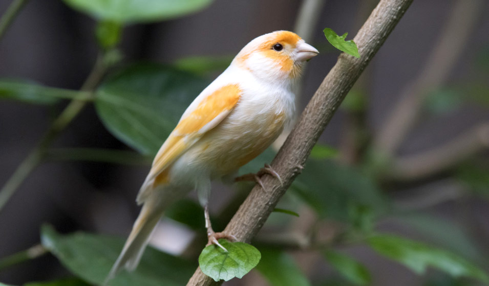 Le canari mosaïque - Jardiland