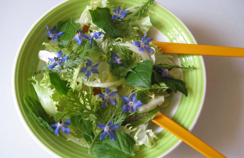 10 fleurs comestibles au menu - Jardiland