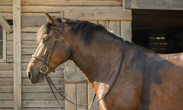 Comment préparer le box du cheval avant l'hiver ? - Gamm vert
