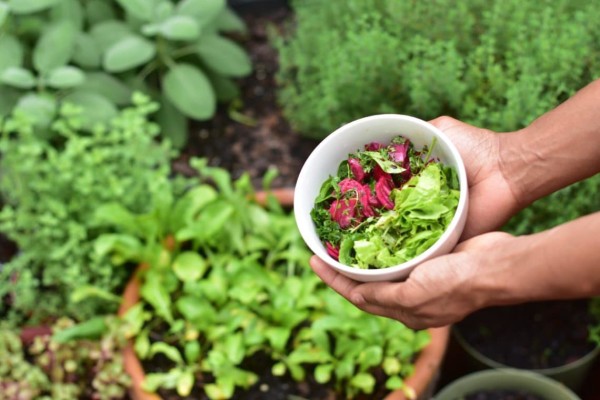 Top 5 des restaurants avec leur propre potager - Jardiland