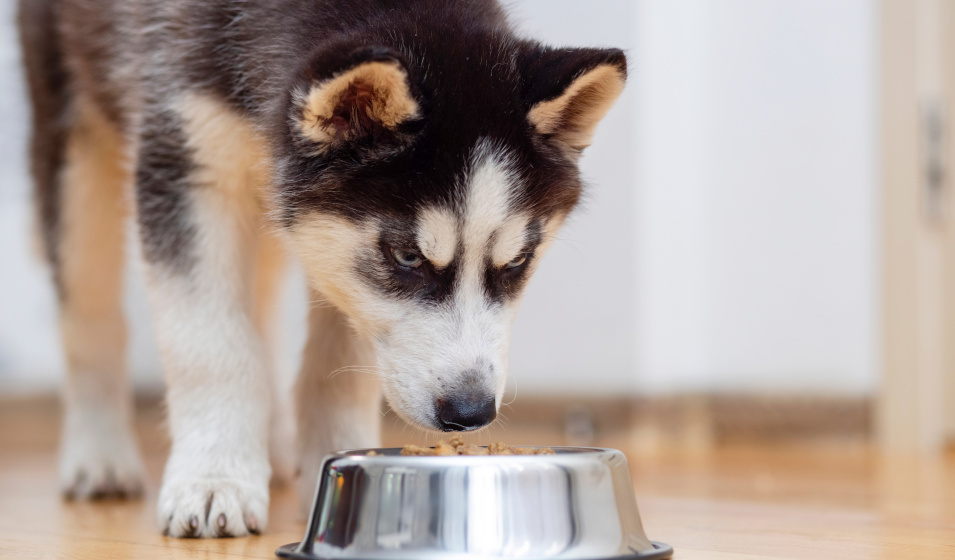 Pour quels chiens favoriser les croquettes au poulet ? - Jardiland