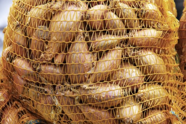 Secret de conservation 20 : les échalotes - Gamm vert