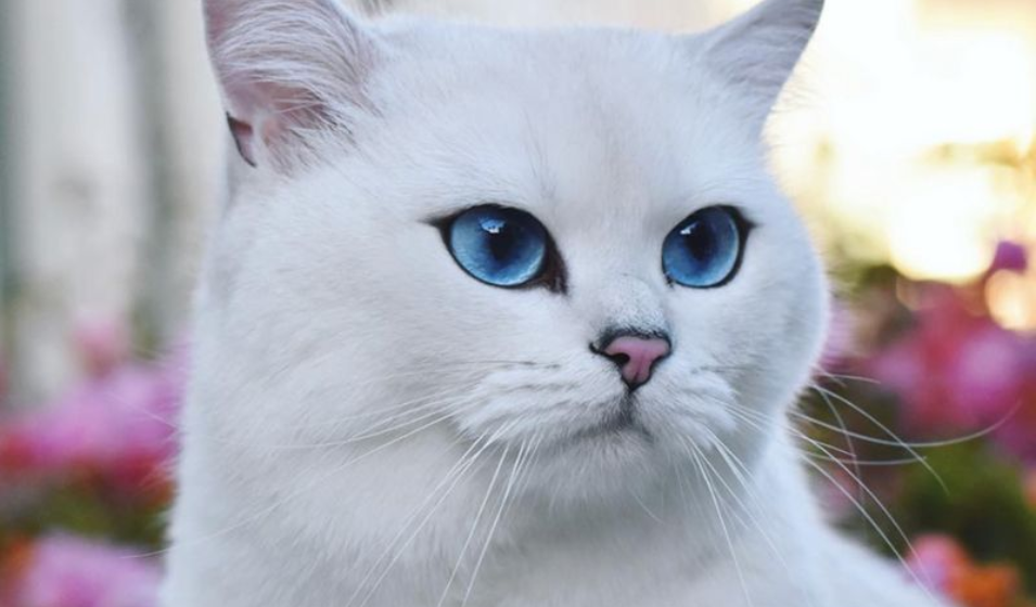 Animales Gatos Lindos Gatos El Gato Mas Bonito Del Mundo 2023