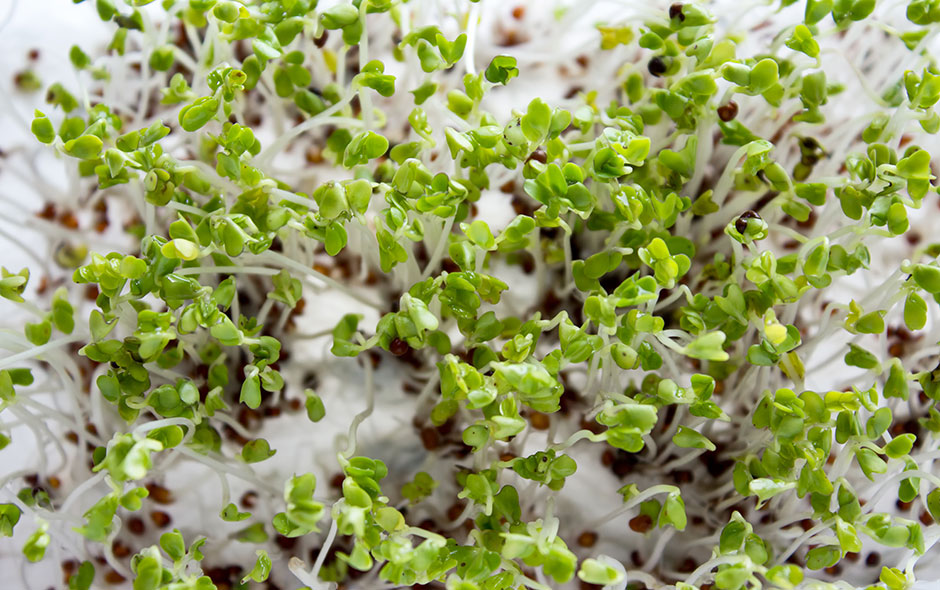 Comment bien conserver les graines du potager ? - Gamm vert