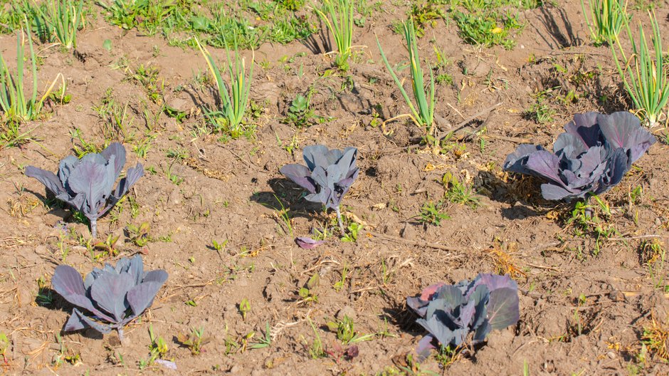 Comment planter le chou rouge ? - Gamm vert