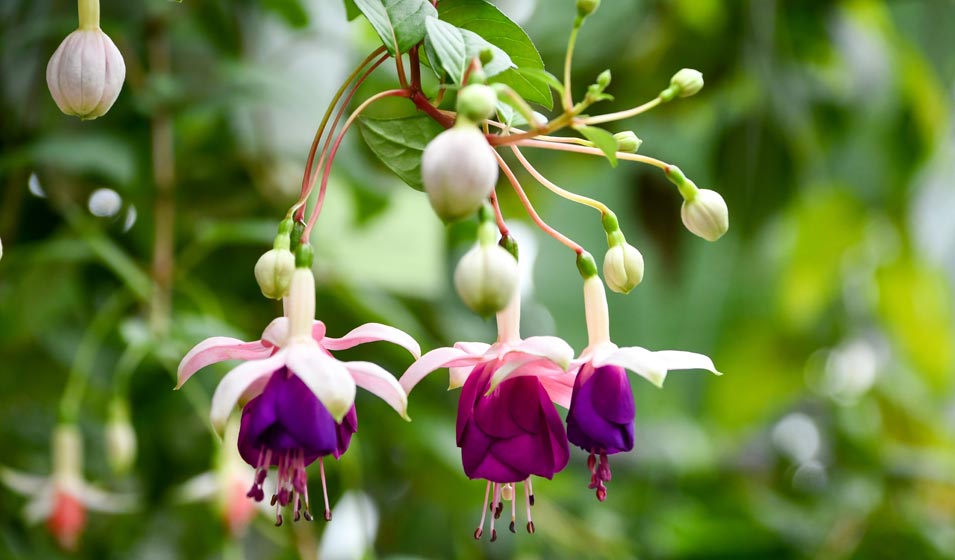 Fuchsia : variétés, plantation, entretien - Jardiland