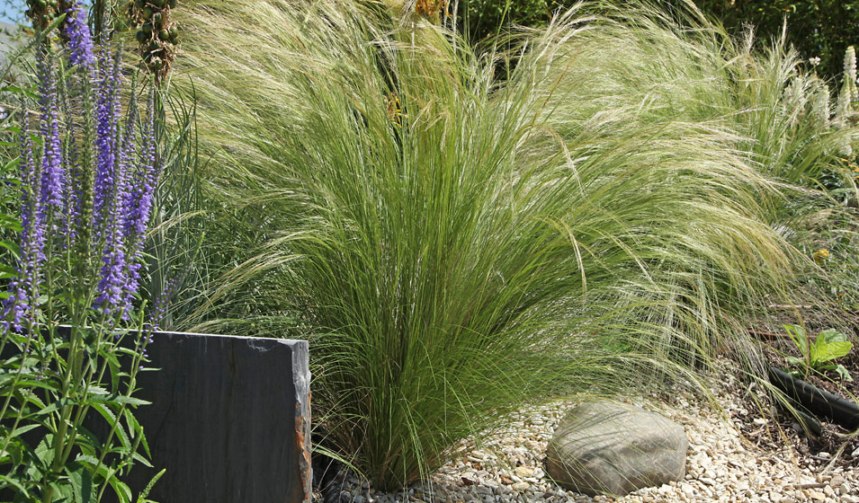 Cheveux d'ange (Stipa tenuifolia) : plantation, croissance et entretien ...